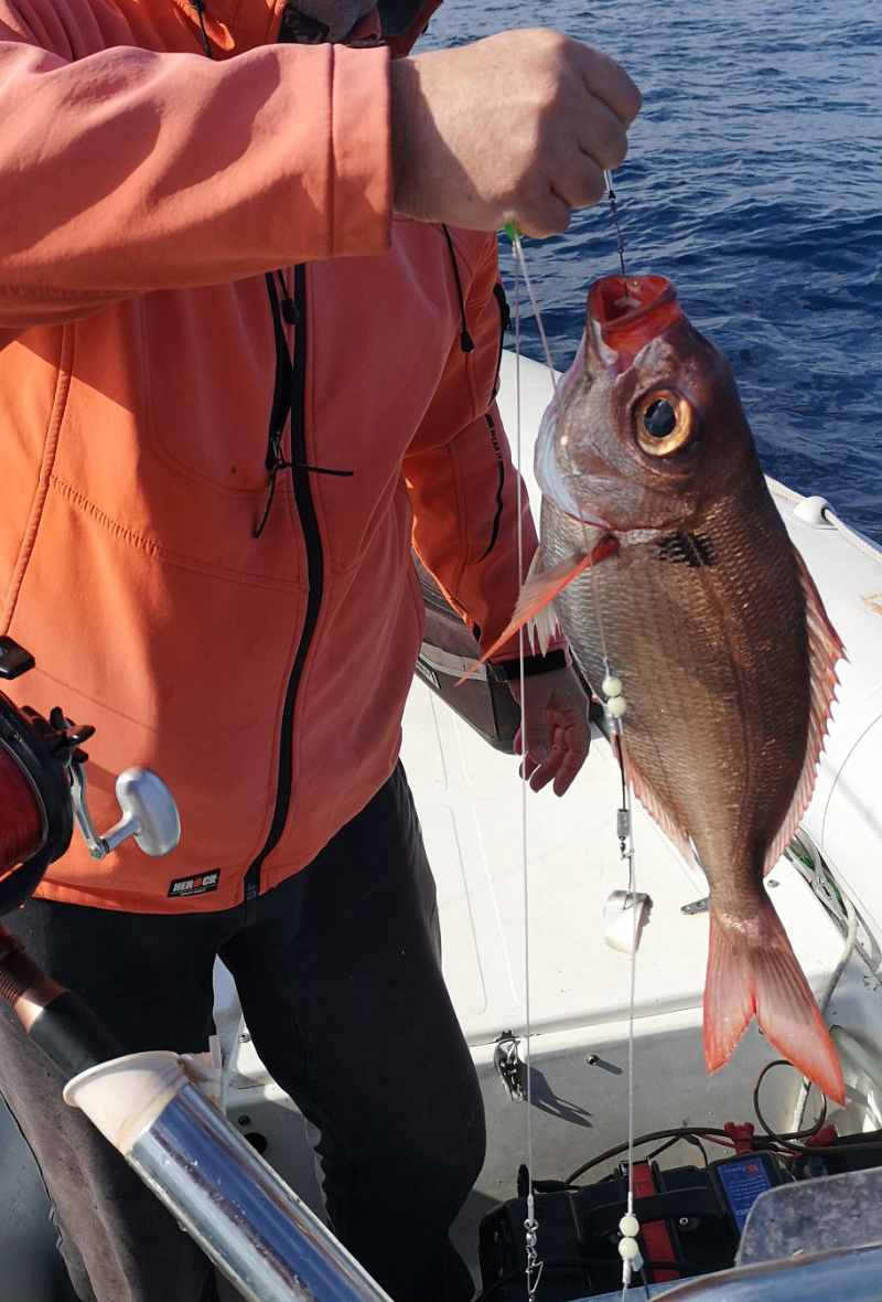 Τεχνική Καθετής - Βαθιάς Καθετής | ifishing - Όλα για το Ψάρεμα